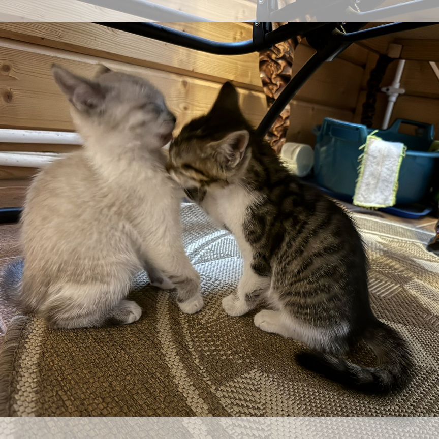 Котятки милаши в добрые руки