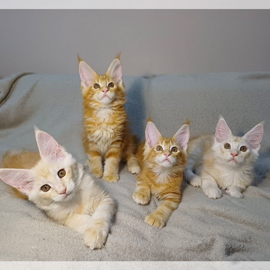 Мейн-кун котёнок