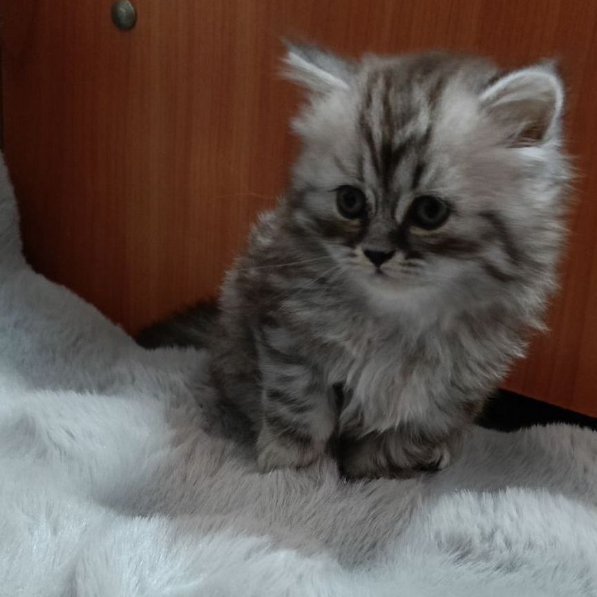 Британский длинношёрстный котёнок