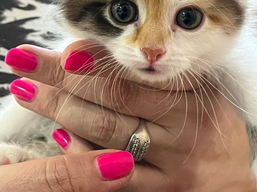 Кошечка 2 месяца