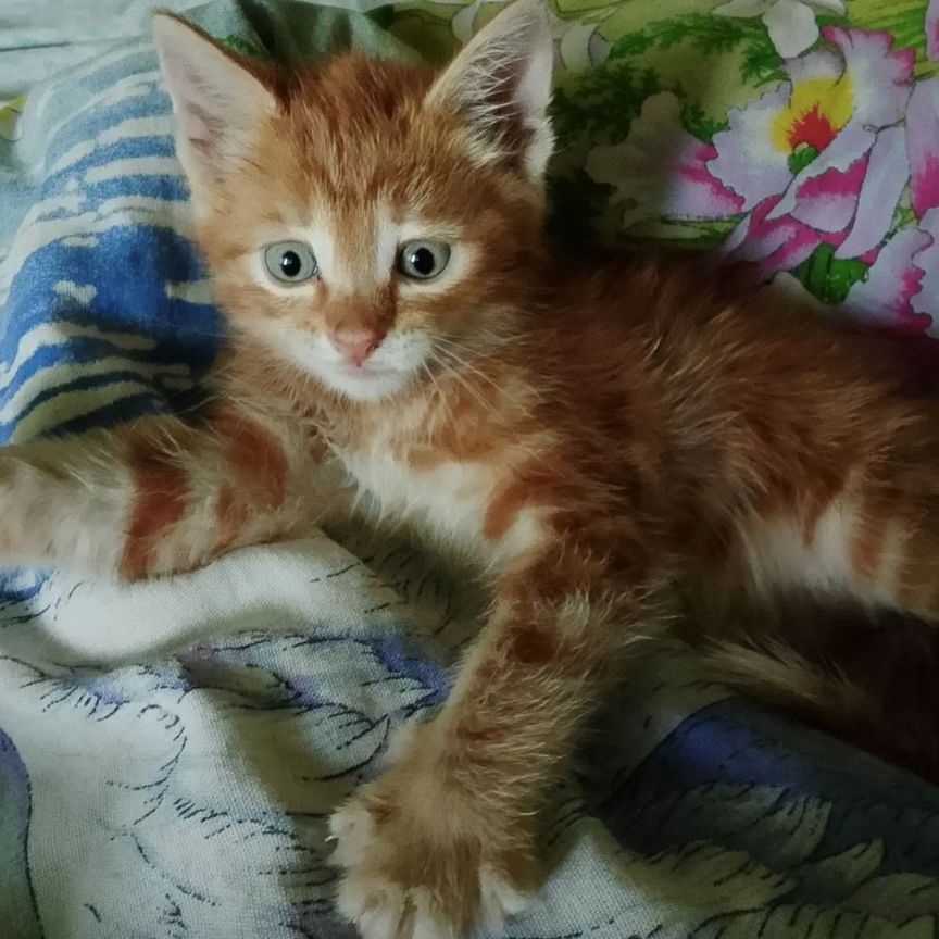 Котёнок от частного владельца
