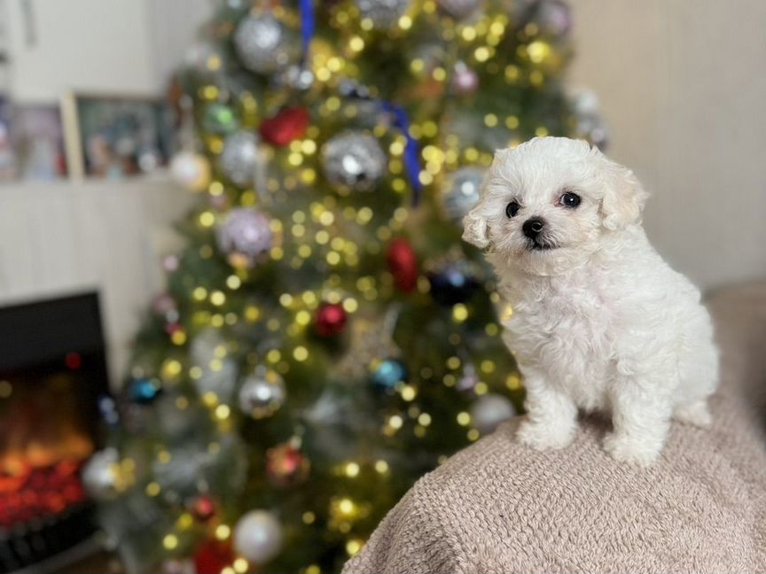 Бишончик, девочка