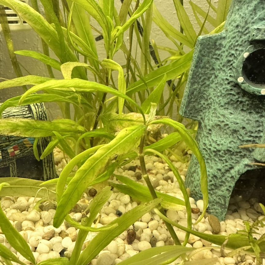 Растение в аквариум лимонник