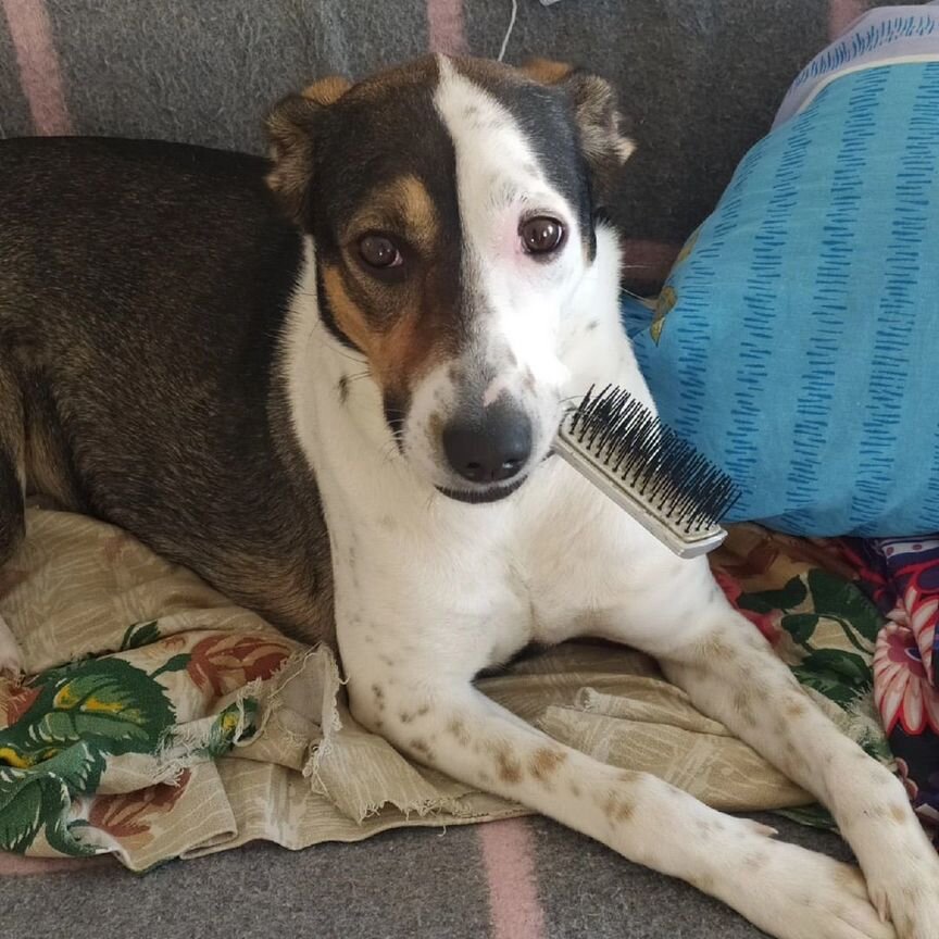 Собака в добрые руки