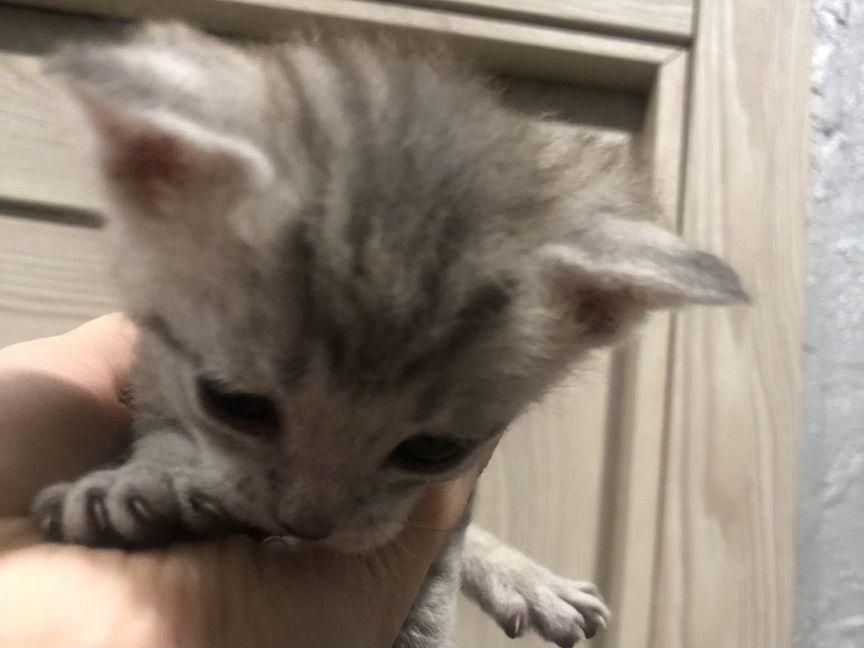 Шотладские котята