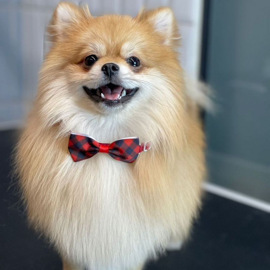 Домашние животные собаки маленькие