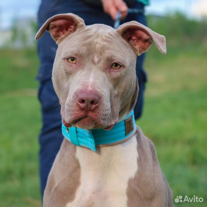 Молоденькая питбулька Торнелия ищет дом