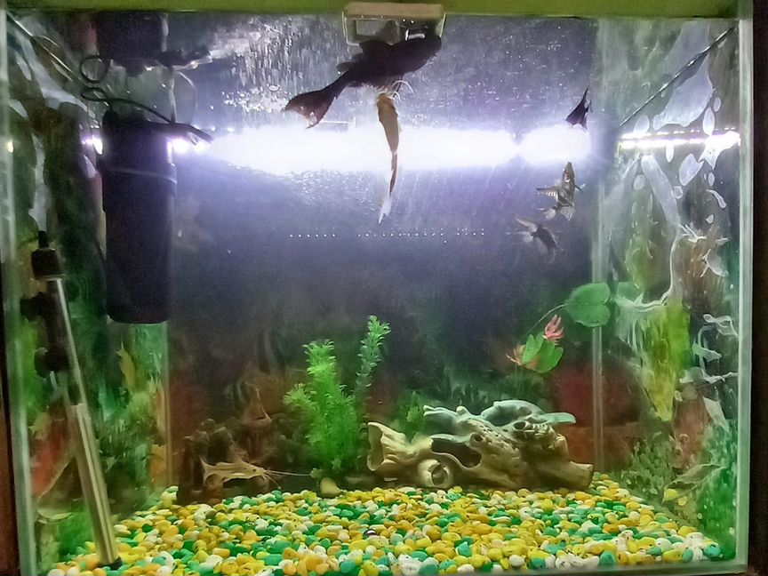 Аквариум для рыбок