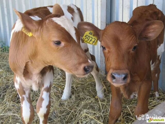 Бычки на откорм