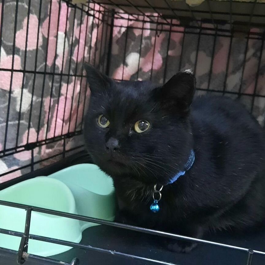 Взрослый кот в добрые руки