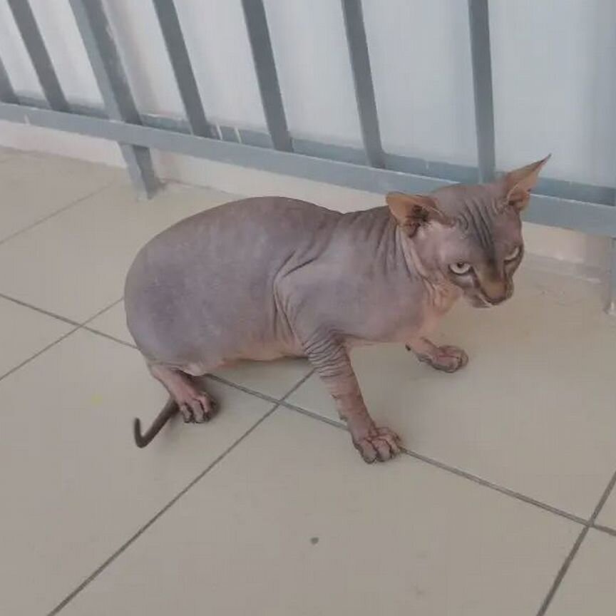 Канадский сфинкс котёнок