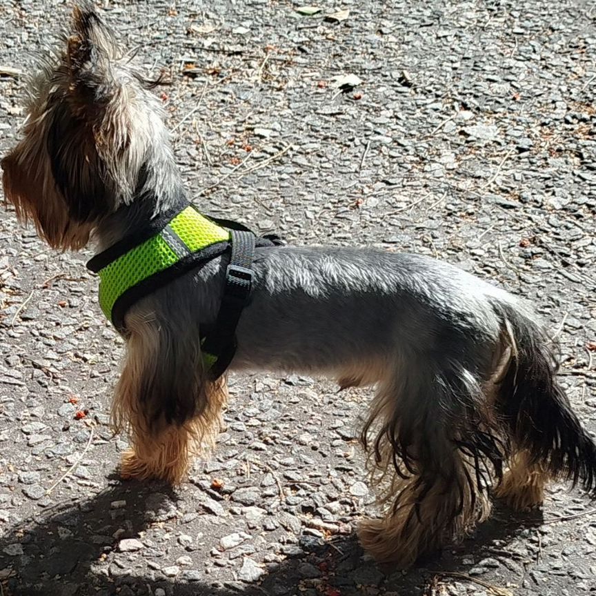 Йоркширский терьер мини