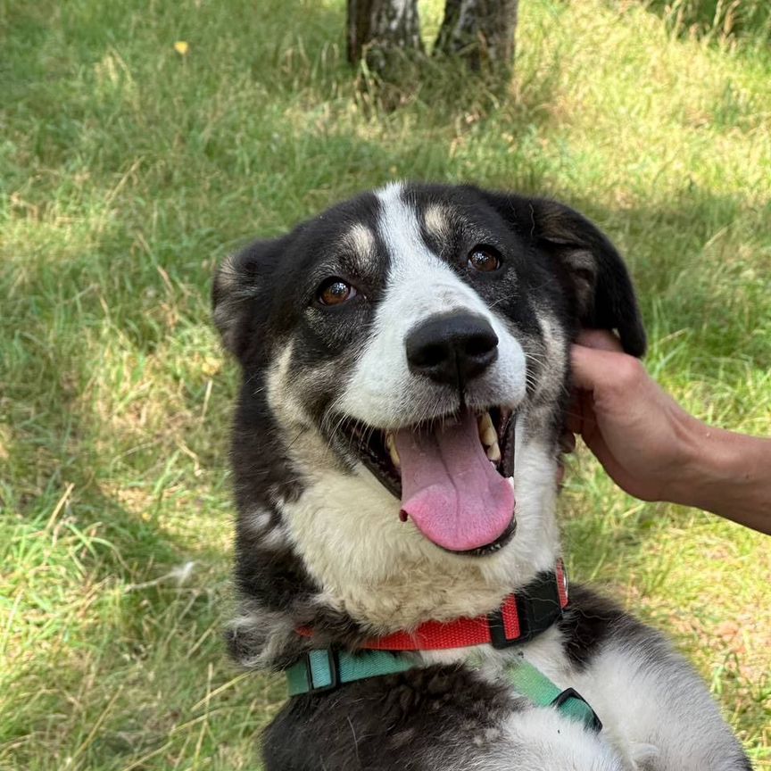 Собака в добрые руки