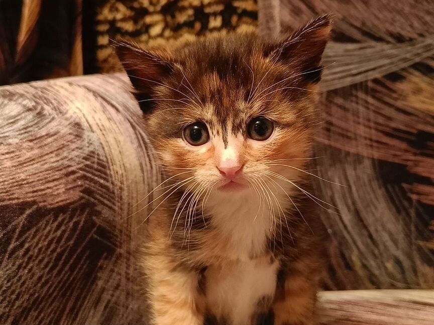 Котёнок от кошки мышеловки крысоловки