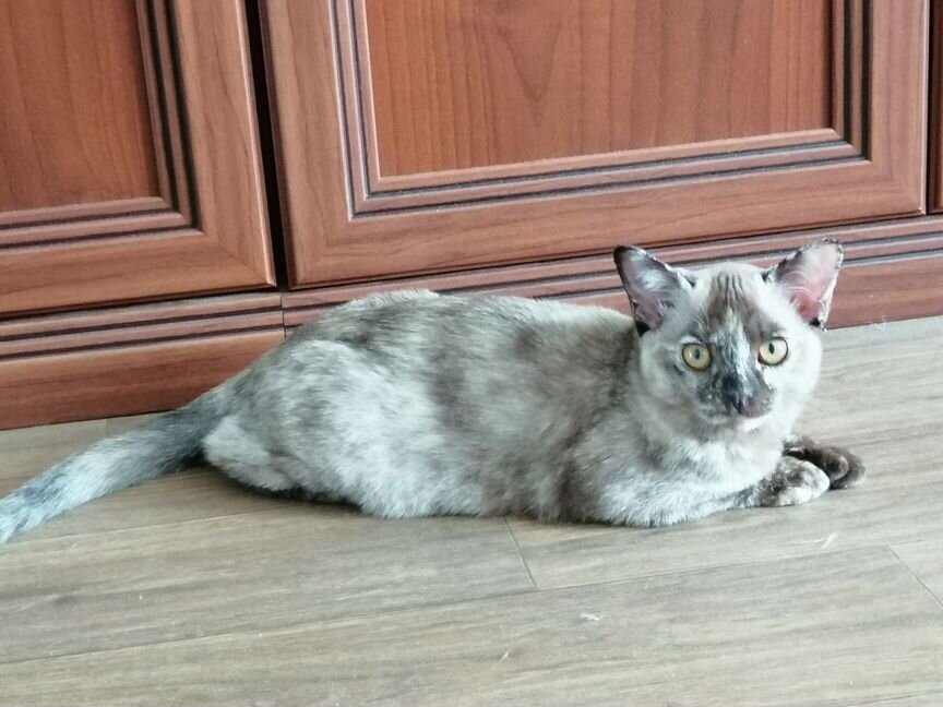 Бурманская кошка