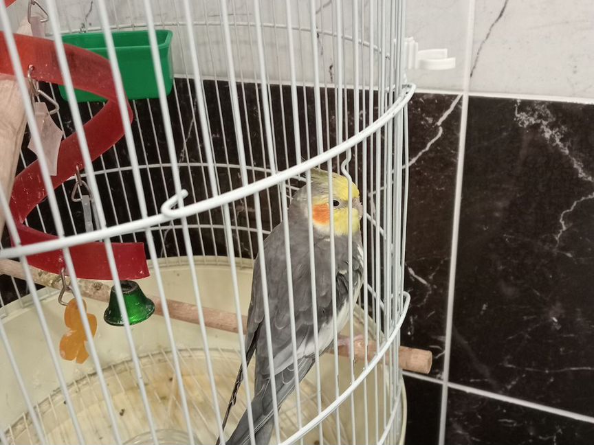 Попугай корелла девочка