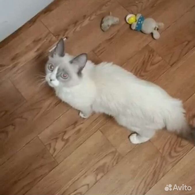 Кошка молодая голубоглазая в добрые руки