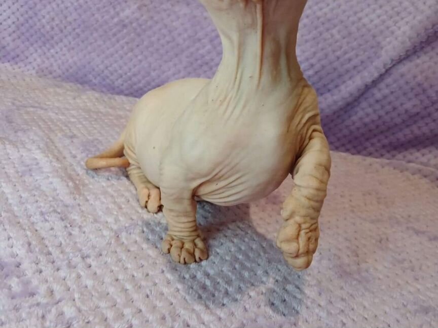 Канадский сфинкс