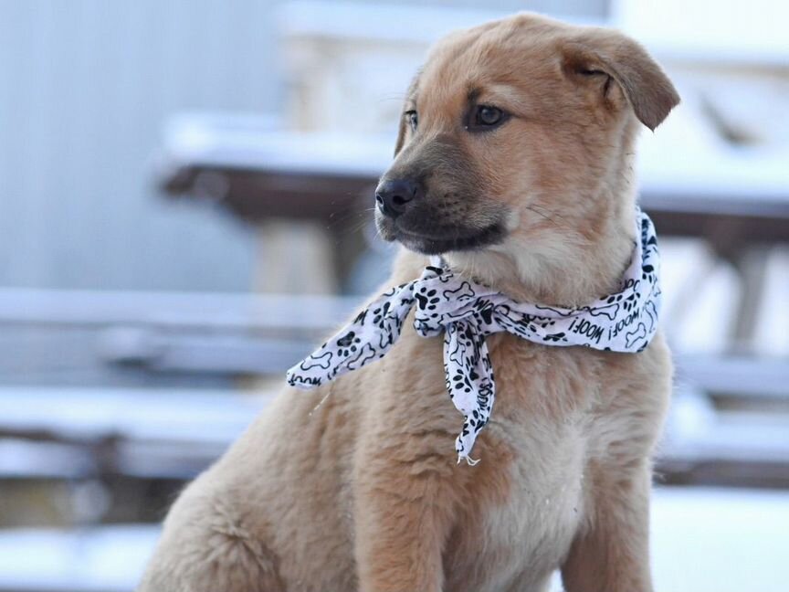 Щенок Рыжик