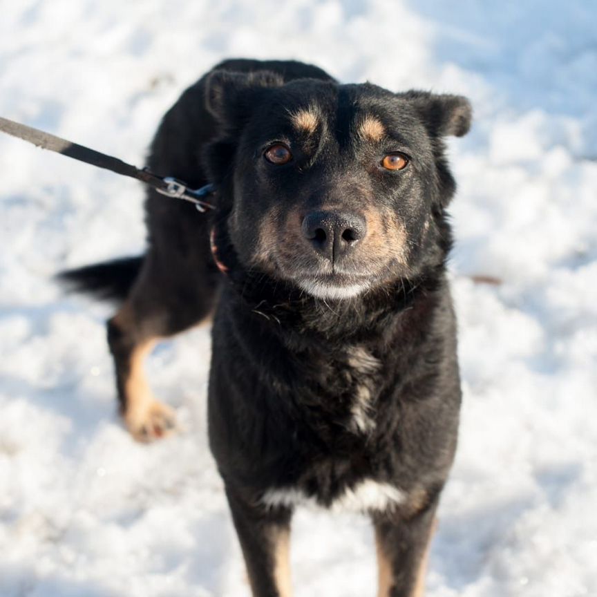 Ее бросил хозяин. Небольшая Айя в поисках дома