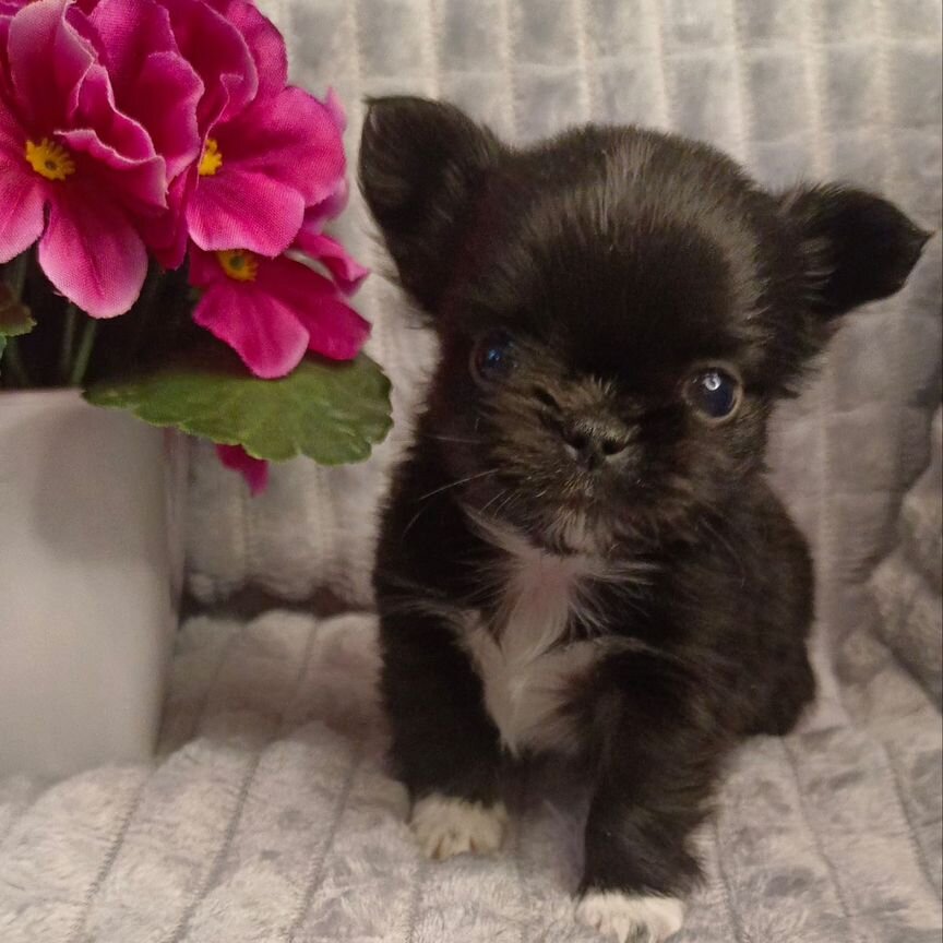 Кукольный мальЧишка (микро)