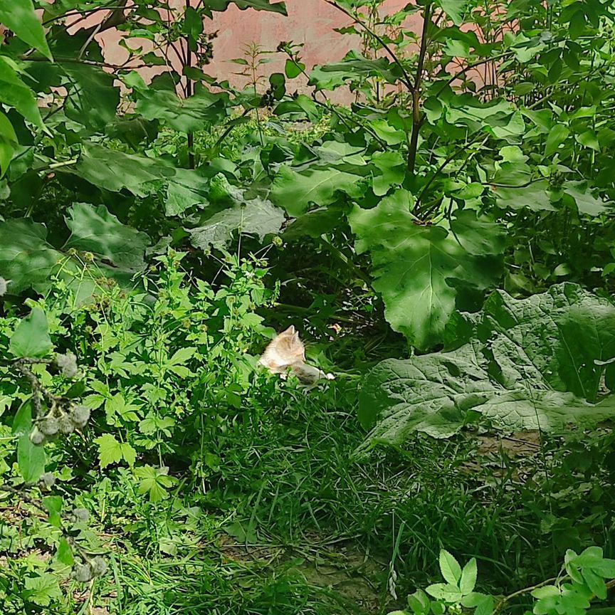 Котёнок в добрые руки