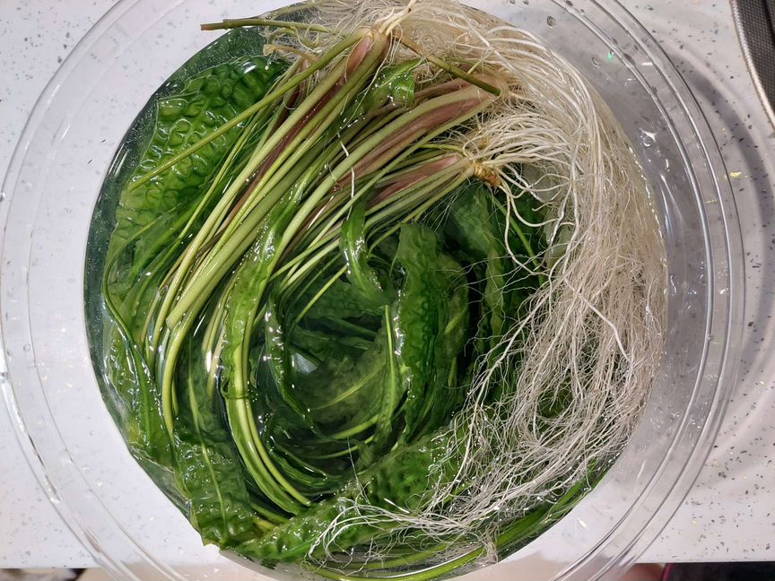 Криптокорина апоногетонолистная