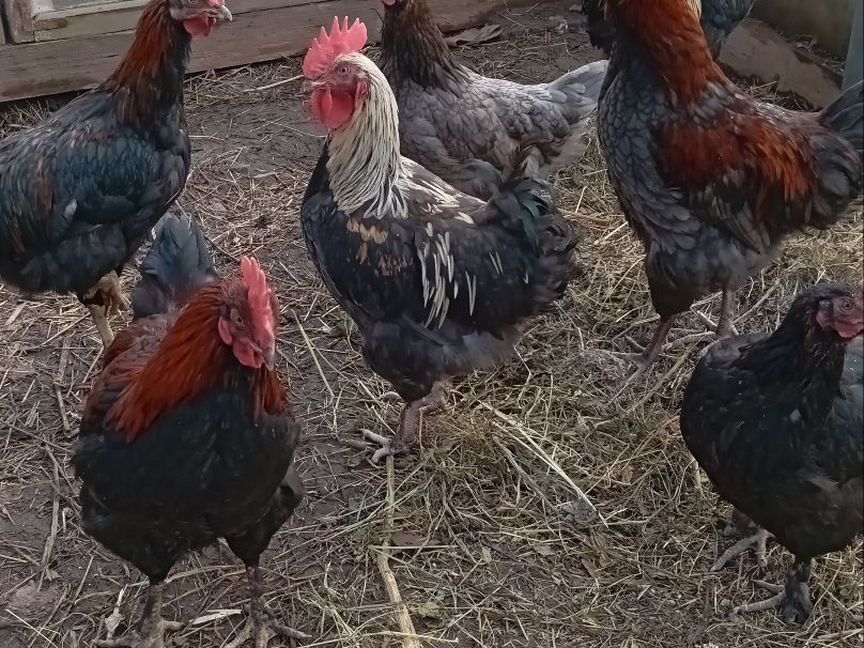 Петухи Маран, лакеданзи