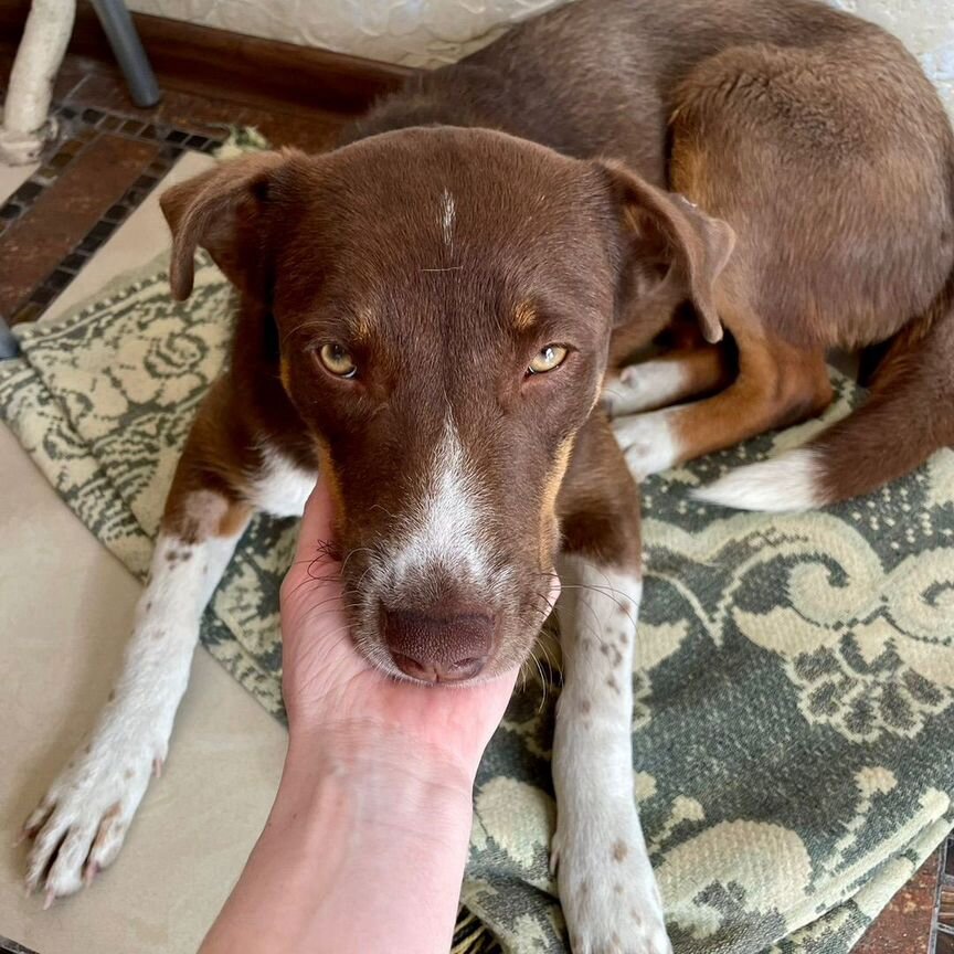 Щенок ищет дом