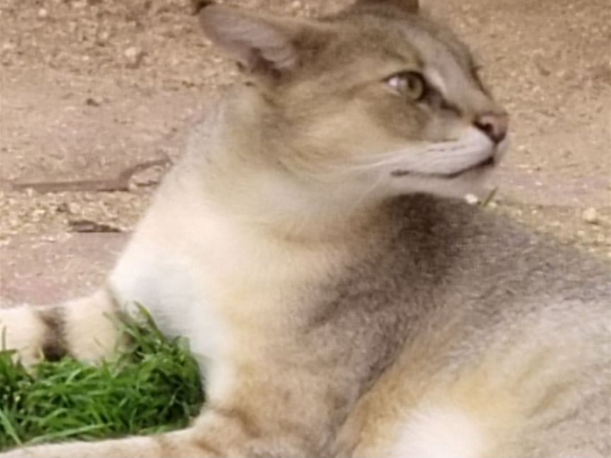 Чаузи Ф1 (85 процентов) девочка