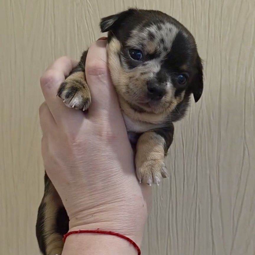 Чихуахуа, щенок