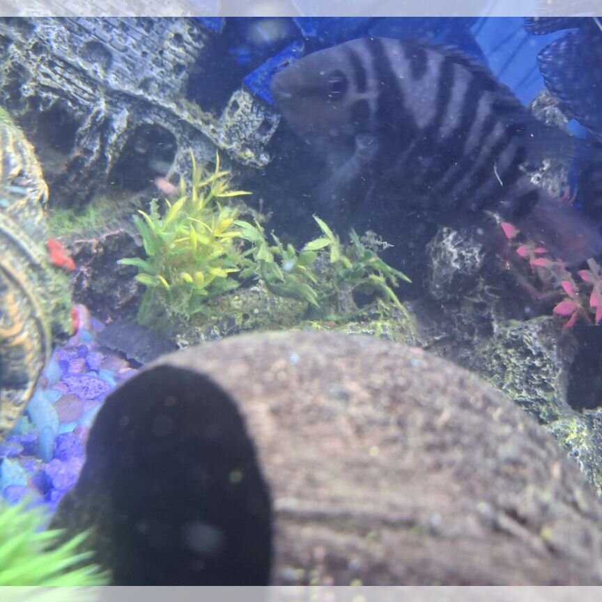 Рыбки скалярии и цихлиды