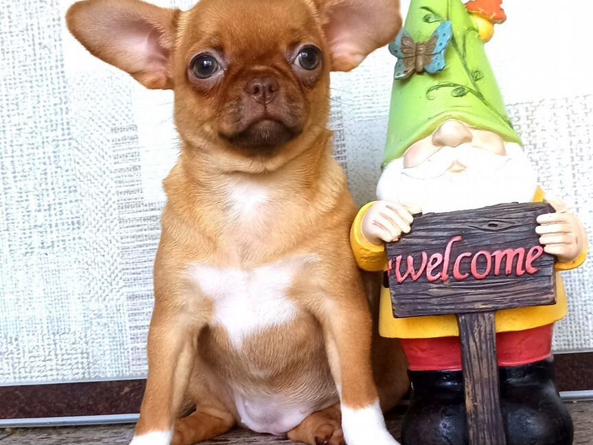 Златовласки чихуахуа