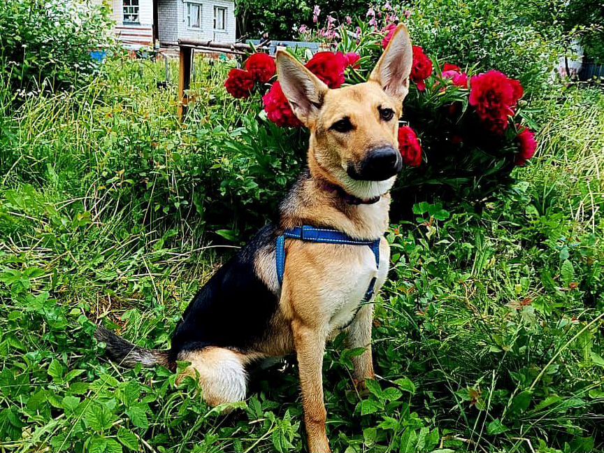 Красавица Дина