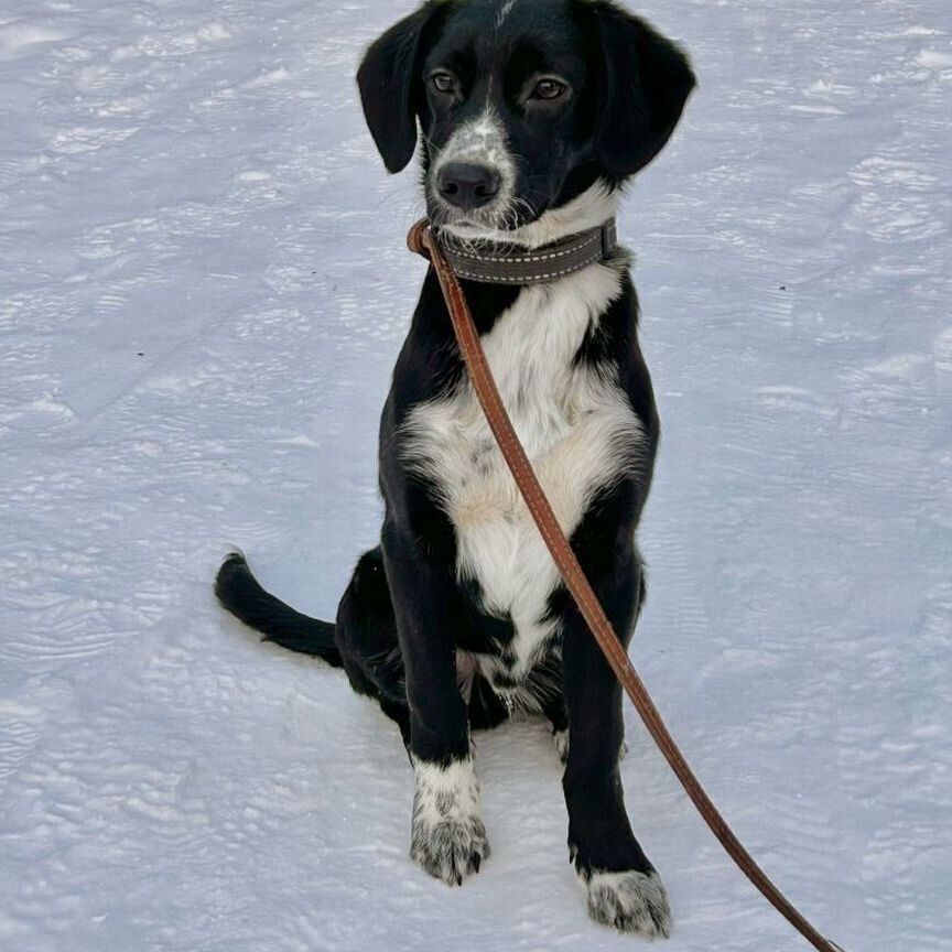 Щенок в добрые руки