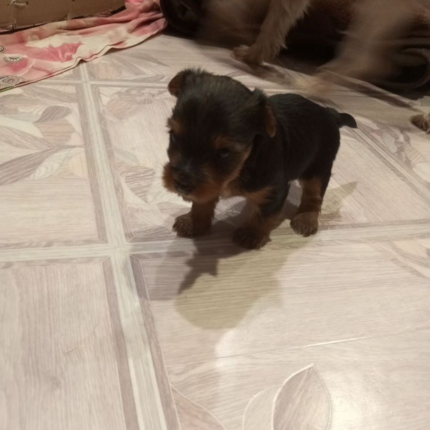 Йоркширский терьер