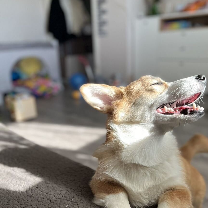 Вельш-корги пемброк девочка