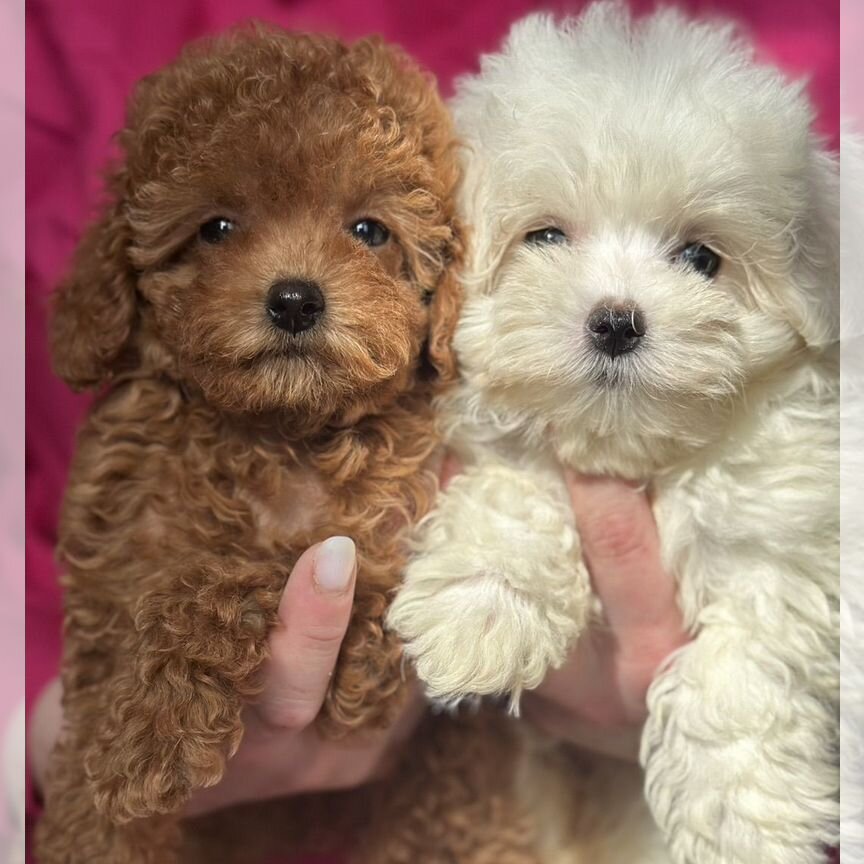 Мальтипу, щенок