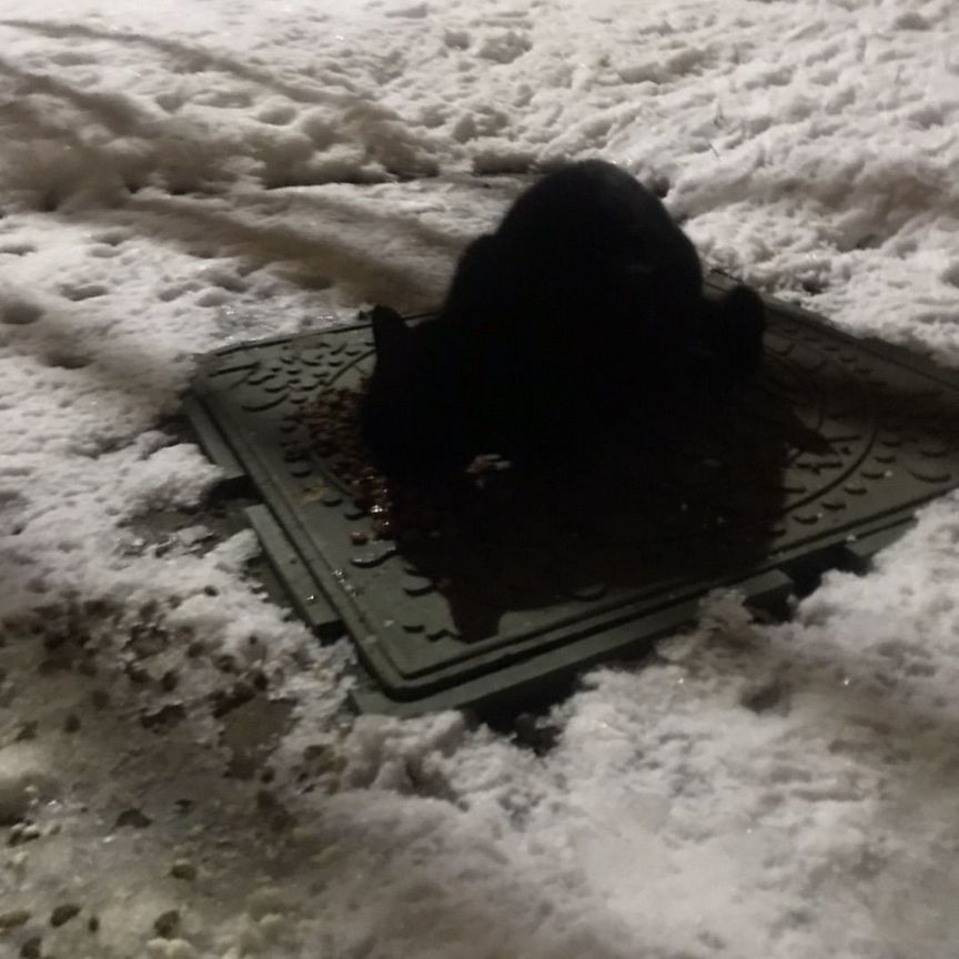 Срочно нужна передержка кошка