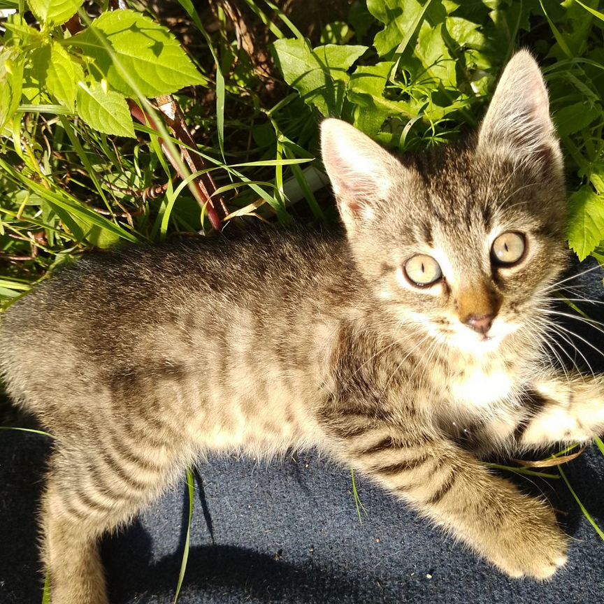 Котенок мальчик 2 месяца
