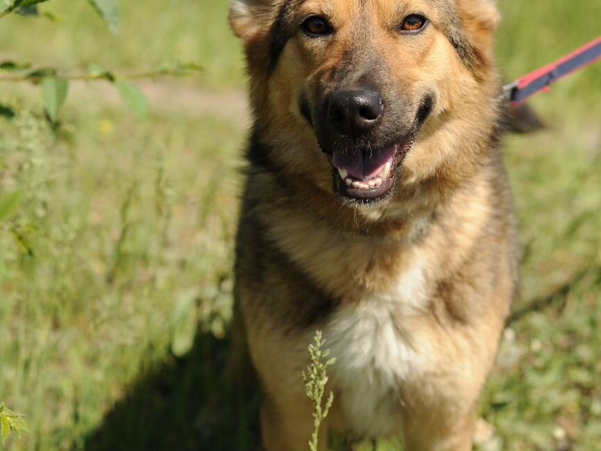 Собака из приюта метис ищет дом