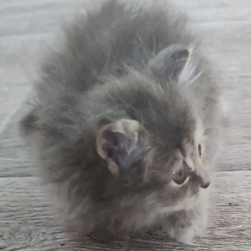 Мейн-кун котёнок