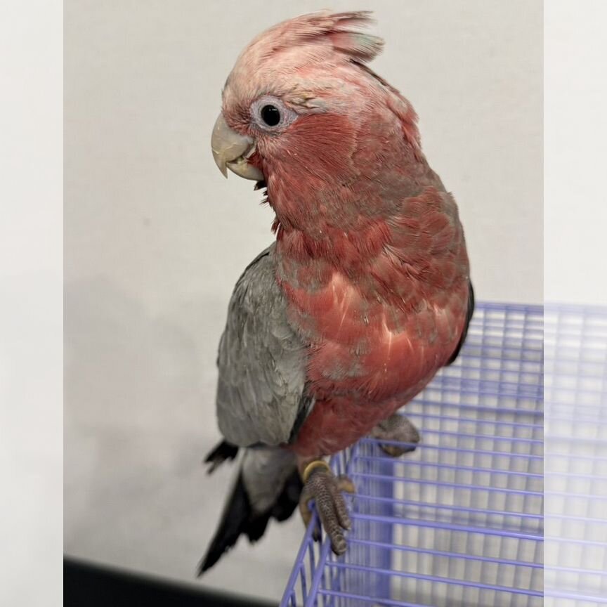 Попугай какаду Гала