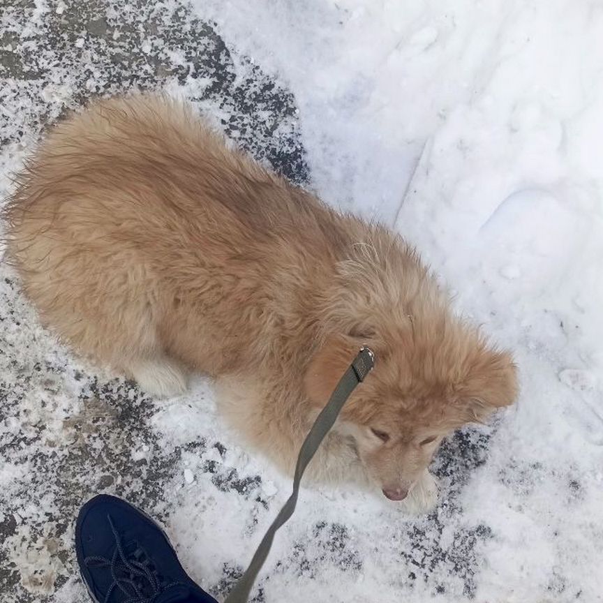 Отдам в добрые руки