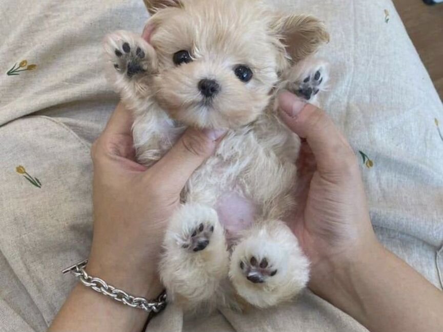 Мальтипу мини f1