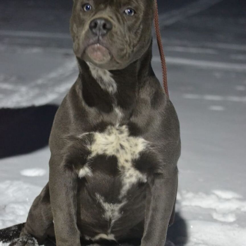 Кане Корсо щенки голубые и голубо-тигровые