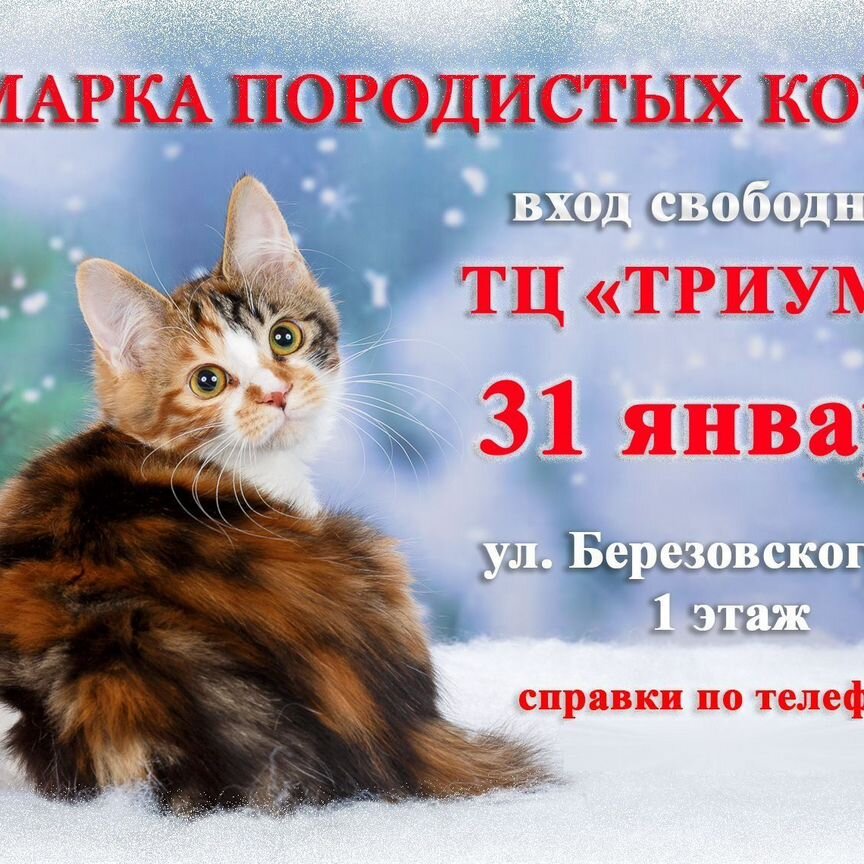 Мейн-кун котёнок