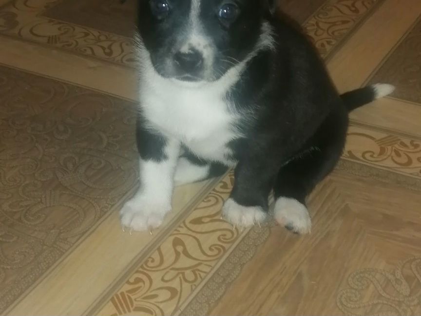 Щенки в добрые руки даром