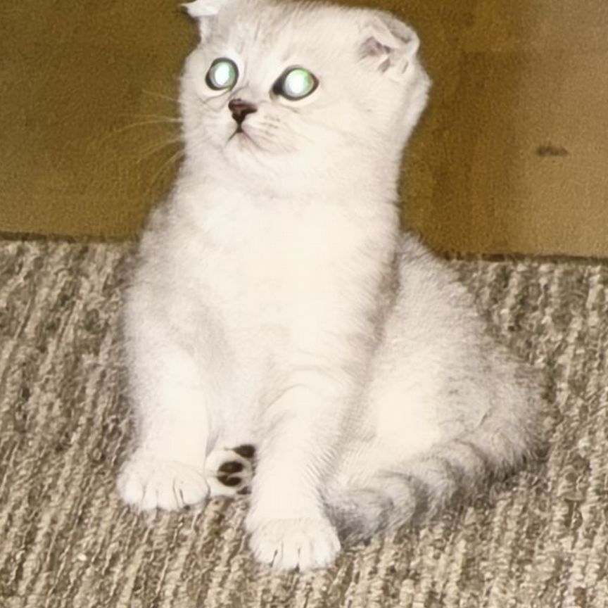 Шотландский вислоухий короткошёрстный котёнок