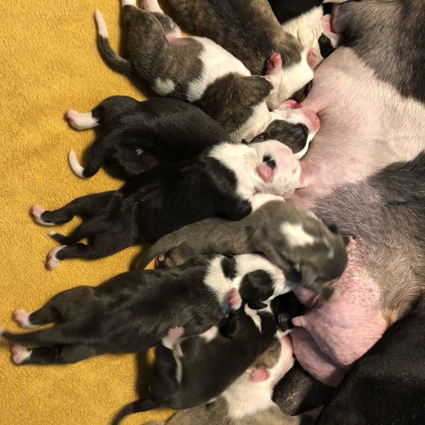 Американский стаффордширский терьер, щенок